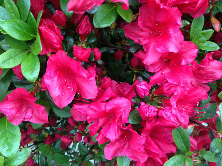 Azaleas en flor