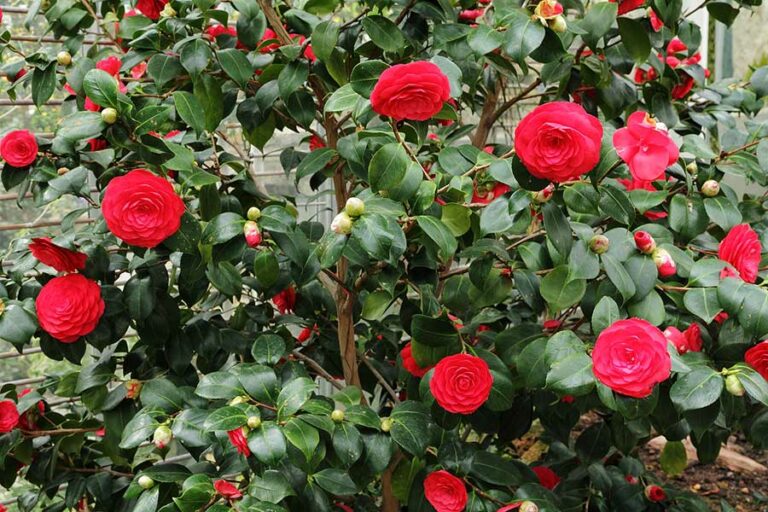 Camelia - Garden Center Bourguignon